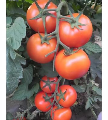 China Lvliang No.1 Blight Resistance Red Indeterminate Tomato Seeds For Planting T56 for sale
