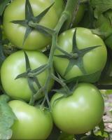 China Lvliang No.1 Blight Resistance Red Indeterminate Tomato Seeds For Planting T56 for sale