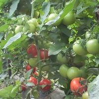 China Lvliang No.1 Blight Resistance Red Indeterminate Tomato Seeds For Planting T56 for sale