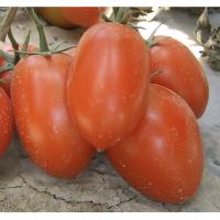 China T57 7507 Early Maturity Indeterminate Hybrid Tomato Seeds Oval TSWV Resistance for sale