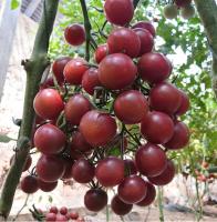China Tese High Yield Brownish Red Hybrid Cherry Tomato Seeds For Commercial T58 for sale