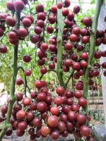 China Tese High Yield Brownish Red Hybrid Cherry Tomato Seeds For Commercial T58 for sale