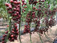 China Tese High Yield Brownish Red Hybrid Cherry Tomato Seeds For Commercial T58 for sale