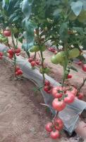 China No.6300 Big Fruit F1 Hybrid Pink Tomato Seeds Bulk Packaging T59 for sale