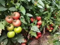 China No.6300 Big Fruit F1 Hybrid Pink Tomato Seeds Bulk Packaging T59 for sale