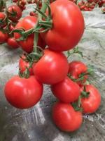 China Kaluoman Round Hybrid Dark Red Tomato Seeds With Resistant Disease  T60 for sale