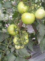 China Kaluoman Round Hybrid Dark Red Tomato Seeds With Resistant Disease  T60 for sale
