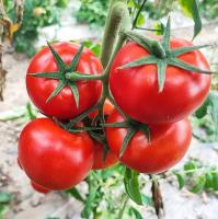 China No.500 TYLCV Disease Resistant Greenhouse Tomato Seeds High Yield T601 for sale