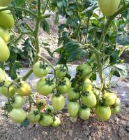 China Dafu Early Maturity Determinate Bulk Hybrid Tomato Seeds Oval Shape T602 for sale