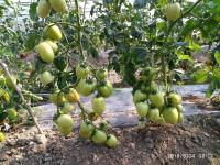 China Dafu Early Maturity Determinate Bulk Hybrid Tomato Seeds Oval Shape T602 for sale