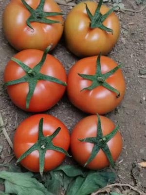 China No.927 Fusarium Resistant Tomato Seeds Hybrid F1 For Spring Planting T603 for sale