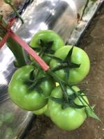 China No.927 Fusarium Resistant Tomato Seeds Hybrid F1 For Spring Planting T603 for sale
