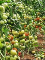 China No.927 Fusarium Resistant Tomato Seeds Hybrid F1 For Spring Planting T603 for sale