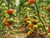 China No.927 Fusarium Resistant Tomato Seeds Hybrid F1 For Spring Planting T603 for sale