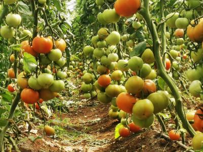 China No.927 Fusarium Resistant Tomato Seeds Hybrid F1 For Spring Planting T603 for sale