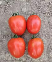 China No.8022 Semi Determinate Hybrid Red Tomato Seeds Heat Tolerate High Yield T35 for sale