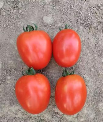 China No.8022 Semi Determinate Hybrid Red Tomato Seeds Heat Tolerate High Yield T35 for sale