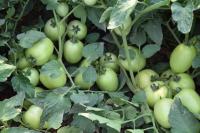 China No.8022 Semi Determinate Hybrid Red Tomato Seeds Heat Tolerate High Yield T35 for sale
