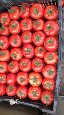 China Huimei No.15 Early Semi Determinate Tomato Seeds F1 Heat Tolerate For High Yield T36 for sale
