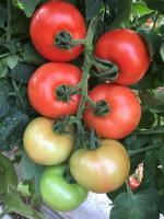 China Huimei No.15 Early Semi Determinate Tomato Seeds F1 Heat Tolerate For High Yield T36 for sale