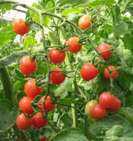 China Laike Round F1 Hybrid Red Cherry Tomato Seeds Tomato Vegetable Seeds TT01 for sale