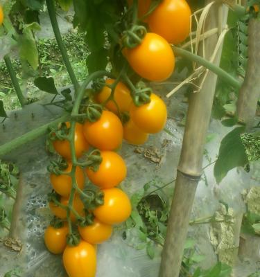 China Huangzuan F1 Hybrid Indeterminate Yellow Cherry Tomato Seeds Oval Shape For Open Air TY01 for sale