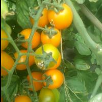 China Huangzuan F1 Hybrid Indeterminate Yellow Cherry Tomato Seeds Oval Shape For Open Air TY01 for sale