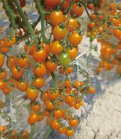 China Huangjiaren High Yield Yellow Indeterminate Tomato Seeds Greenhouse Tomato Seeds TY02 for sale