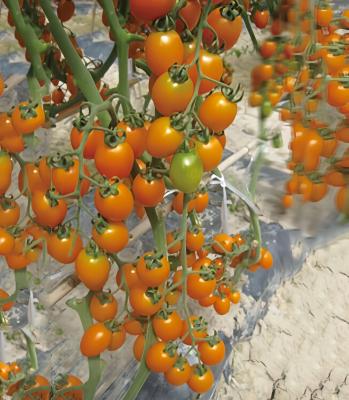 China Huangjiaren High Yield Yellow Indeterminate Tomato Seeds Greenhouse Tomato Seeds TY02 for sale