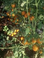 China Huangjiaren High Yield Yellow Indeterminate Tomato Seeds Greenhouse Tomato Seeds TY02 for sale