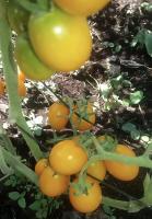 China Huangjiaren High Yield Yellow Indeterminate Tomato Seeds Greenhouse Tomato Seeds TY02 for sale