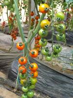 China Huangjin Early Maturity Round Yellow Cherry Tomato Seeds Greenhouse Planting TY03 for sale