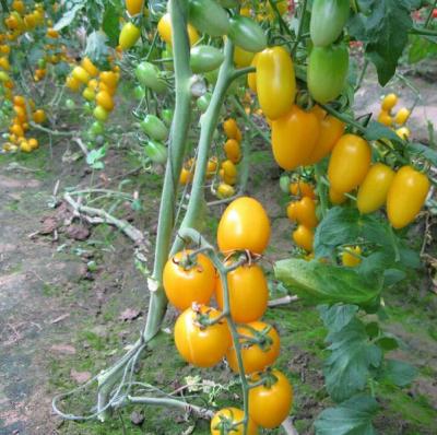 China Chengcheng F1 Hybrid Yellow Cherry Tomato Seeds High Resistance Determinate Seeds For Tomato for sale
