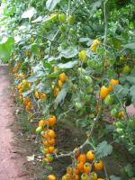 China Chengcheng F1 Hybrid Yellow Cherry Tomato Seeds High Resistance Determinate Seeds For Tomato for sale