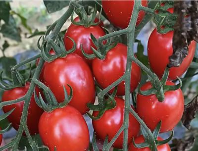 China Honglai High Sugar Quality Indeterminate Tomato Seeds For Commercial Farming TY05 for sale
