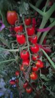 China Honglai High Sugar Quality Indeterminate Tomato Seeds For Commercial Farming TY05 for sale