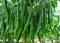 China Gogokind No.3 F1 Hybrid Long Hot Chili Seeds Chilli Vegetable Seeds P01 for sale