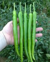 China Gogokind No.3 F1 Hybrid Long Hot Chili Seeds Chilli Vegetable Seeds P01 for sale