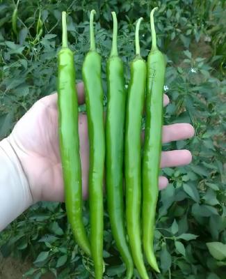China Gogokind No.3 F1 Hybrid Long Hot Chili Seeds Chilli Vegetable Seeds P01 for sale