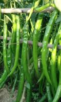 China Gogokind No.3 F1 Hybrid Long Hot Chili Seeds Chilli Vegetable Seeds P01 for sale