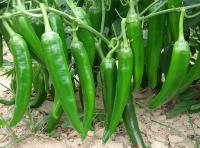 China Jinfu No.203 F1 Hybrid Green Hot Pepper Seeds Spicy Pepper Seeds P03 for sale