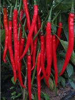 China No.301 Spicy Hybrid Long Chilli Seeds Chinese Vegetable Seeds P04 for sale