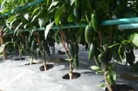 China Bullet Virus Resistant Bulk Hybrid Hot Pepper Seeds Mid Early Maturity For Planting P10 for sale