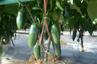 China Bullet Virus Resistant Bulk Hybrid Hot Pepper Seeds Mid Early Maturity For Planting P10 for sale