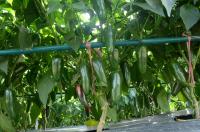 China Bullet Virus Resistant Bulk Hybrid Hot Pepper Seeds Mid Early Maturity For Planting P10 for sale