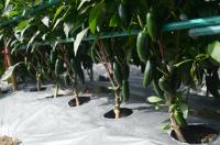 China Bullet Virus Resistant Bulk Hybrid Hot Pepper Seeds Mid Early Maturity For Planting P10 for sale