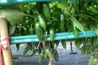 China Bullet Virus Resistant Bulk Hybrid Hot Pepper Seeds Mid Early Maturity For Planting P10 for sale