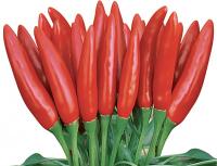 China Rocket Fascicular Grow Chili Pepper Seeds High Yield Upright Hybrid Red Chilli Seeds P17 for sale