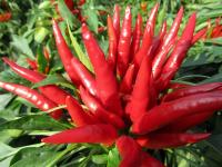 China Rocket Fascicular Grow Chili Pepper Seeds High Yield Upright Hybrid Red Chilli Seeds P17 for sale