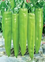 China Zhenbao High Yield F1 Hybrid Light Green Pepper Seeds Mild Hot Taste P20 for sale